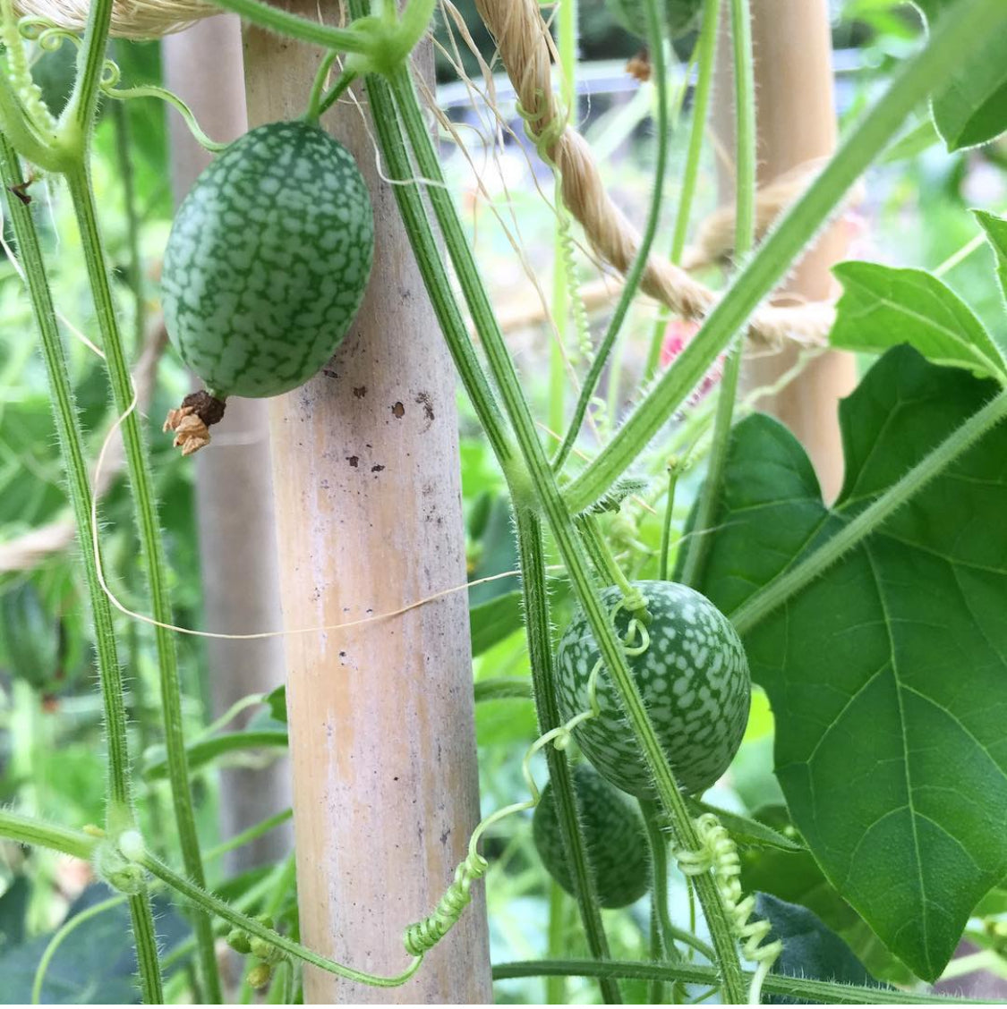 Mouse Melons – Orange Pippins